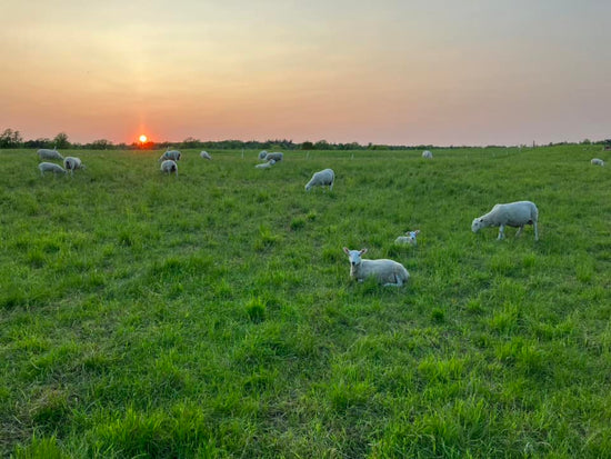 The Sweet Sheep Company – The Sweet Sheep Co.