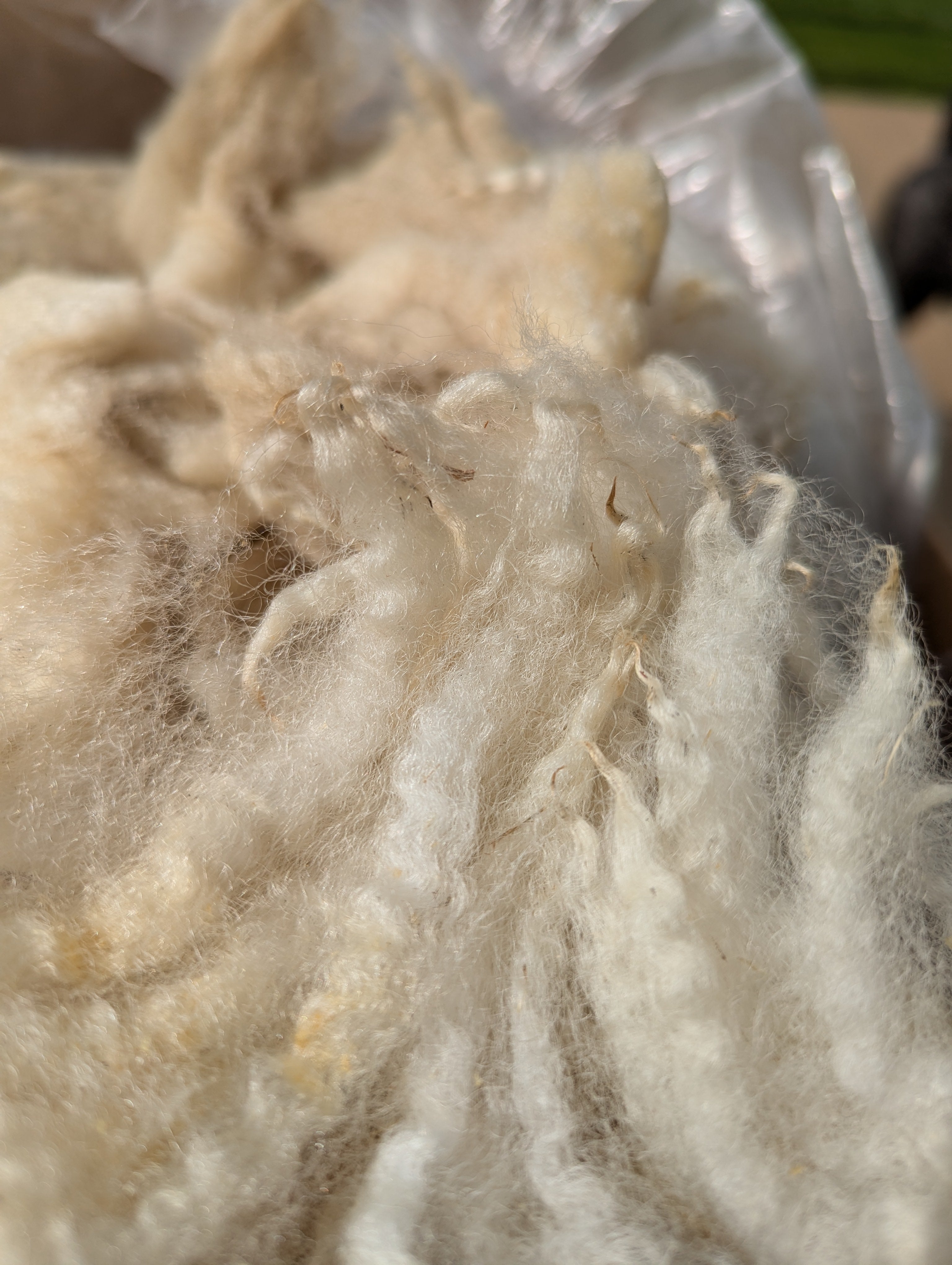 Raw Fleece - Purebred North Country Cheviot – The Sweet Sheep Co.